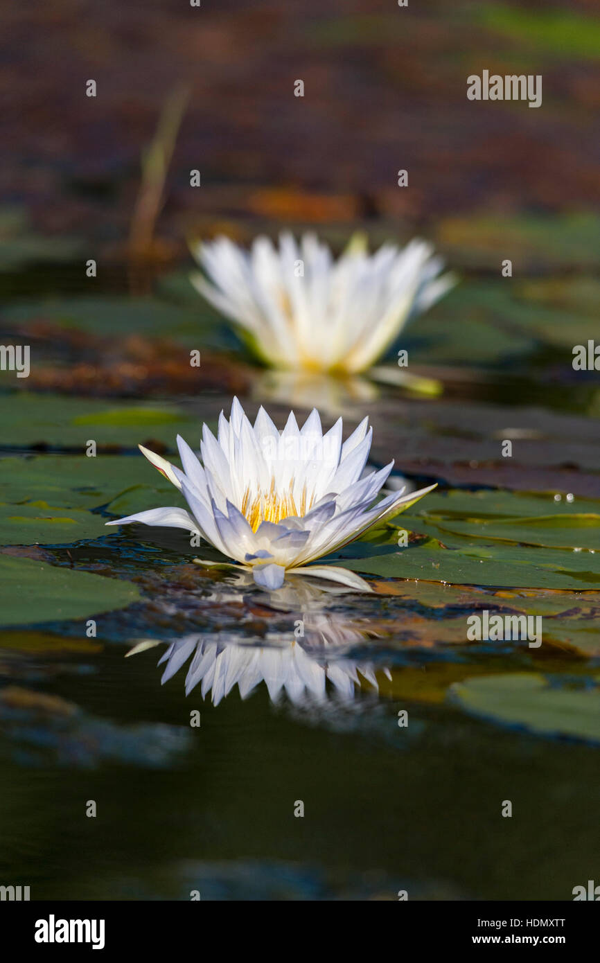 Mazvikadei dam hi-res stock photography and images - Alamy