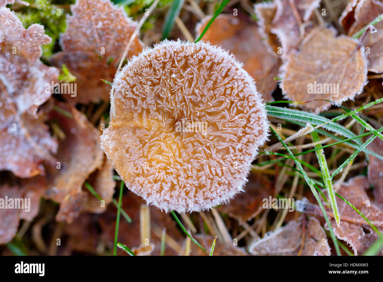 The frosty hat of a mushroom in early winter Stock Photo - Alamy