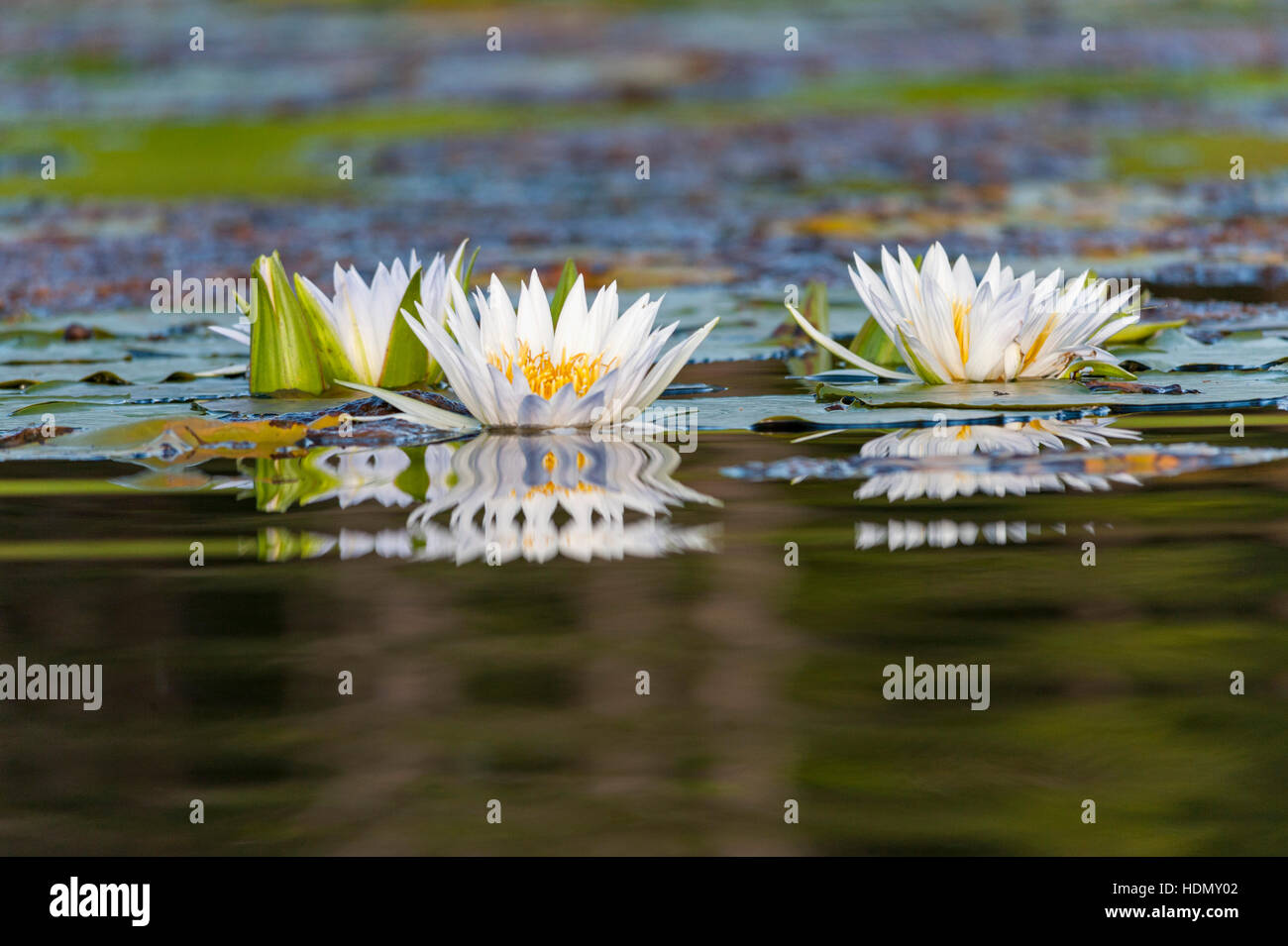 Mazvikadei dam hi-res stock photography and images - Alamy