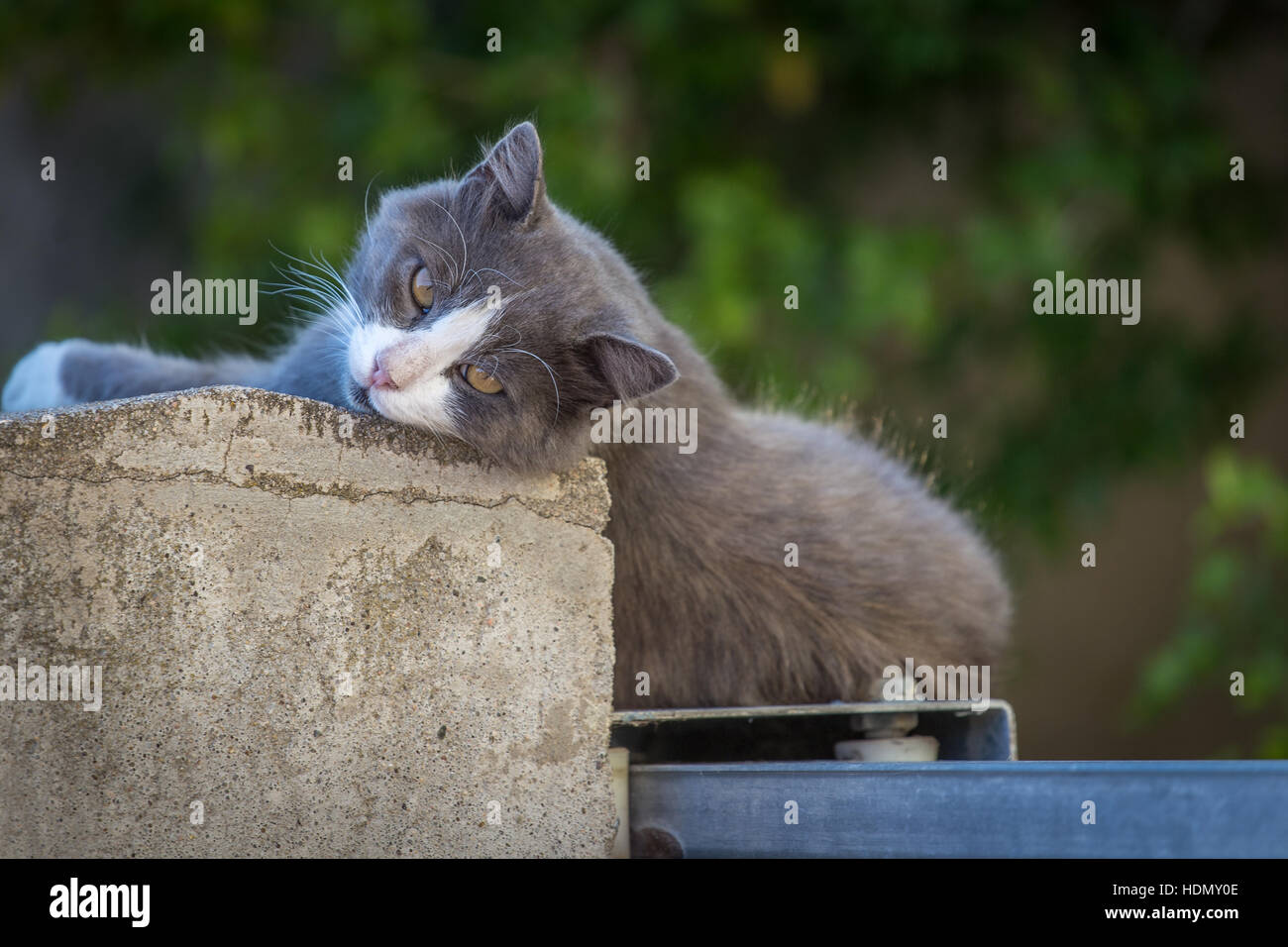 Looking right back at you Stock Photo - Alamy