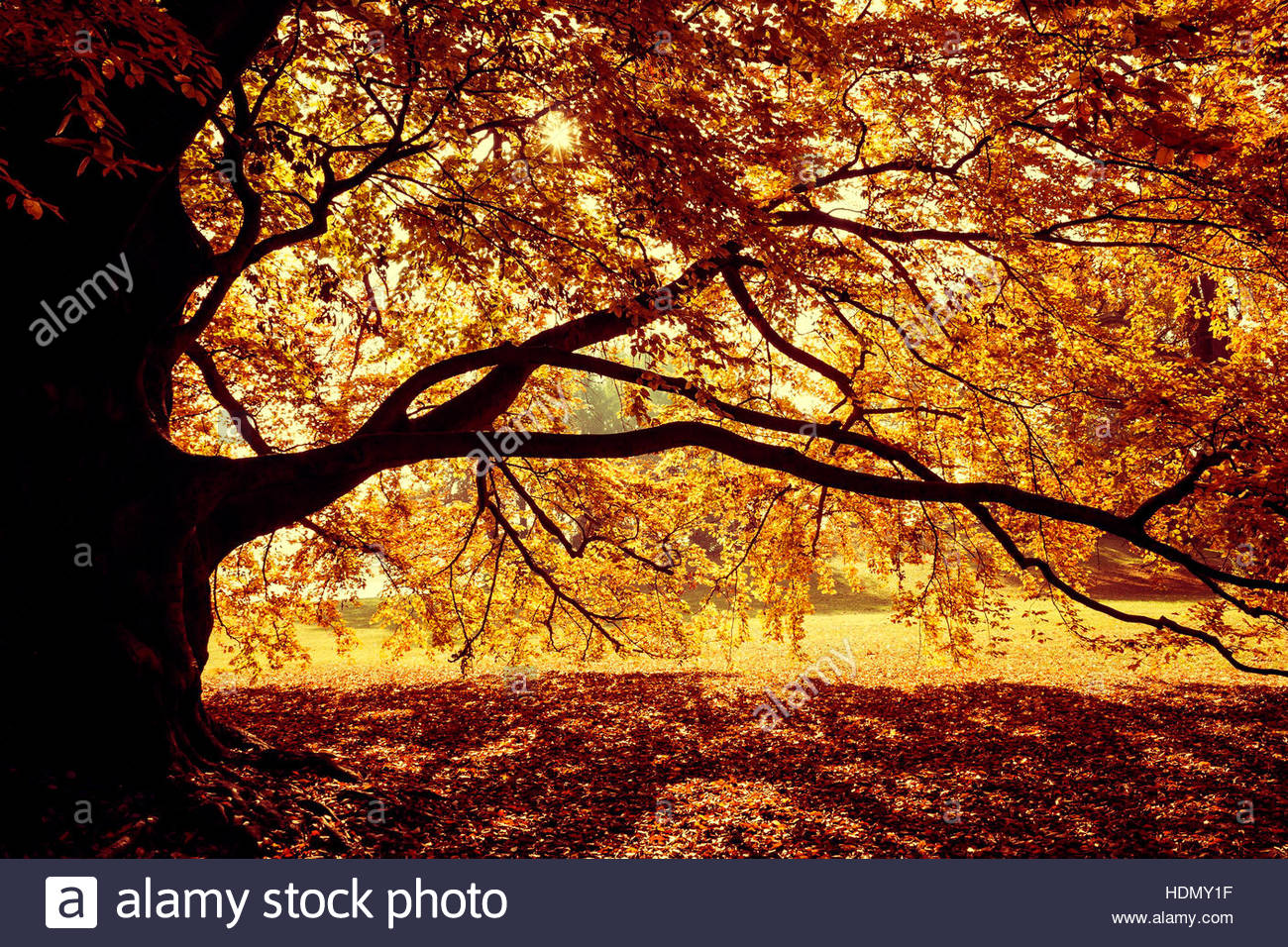 Beech Tree Fagus Sylvatica Old Stock Photos & Beech Tree Fagus ...