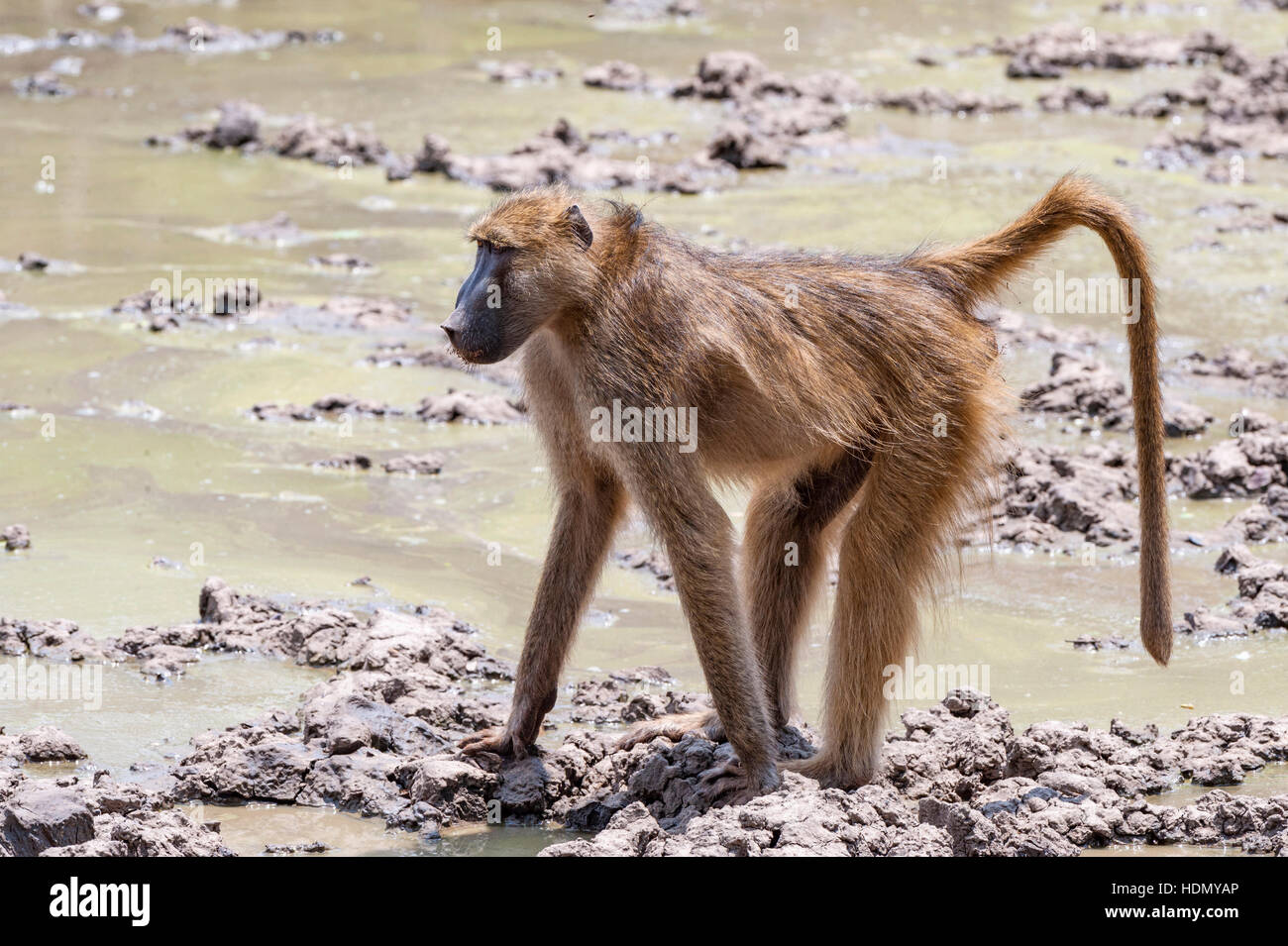 Baboon at water hole hi-res stock photography and images - Alamy
