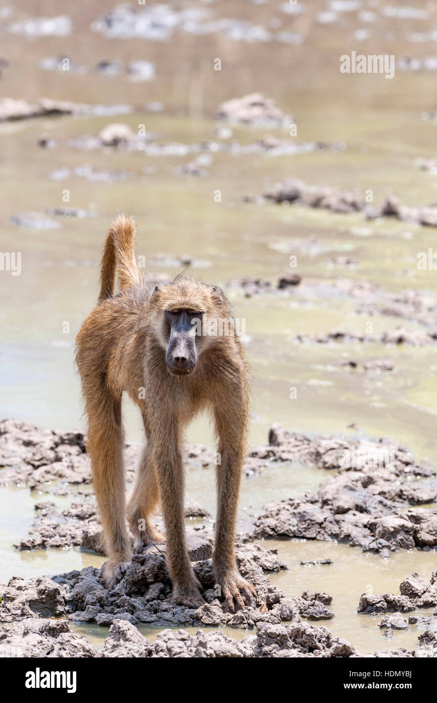 Baboon drinking water hi-res stock photography and images - Alamy
