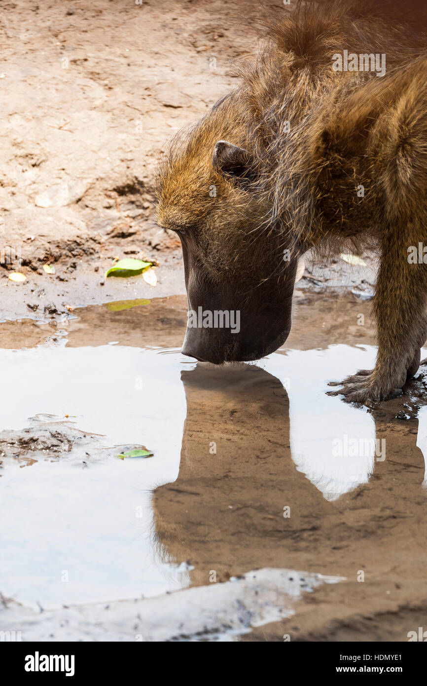 A Chacma baboon drinks at a waterhole in Zimbabwe's Mana Pools National ...