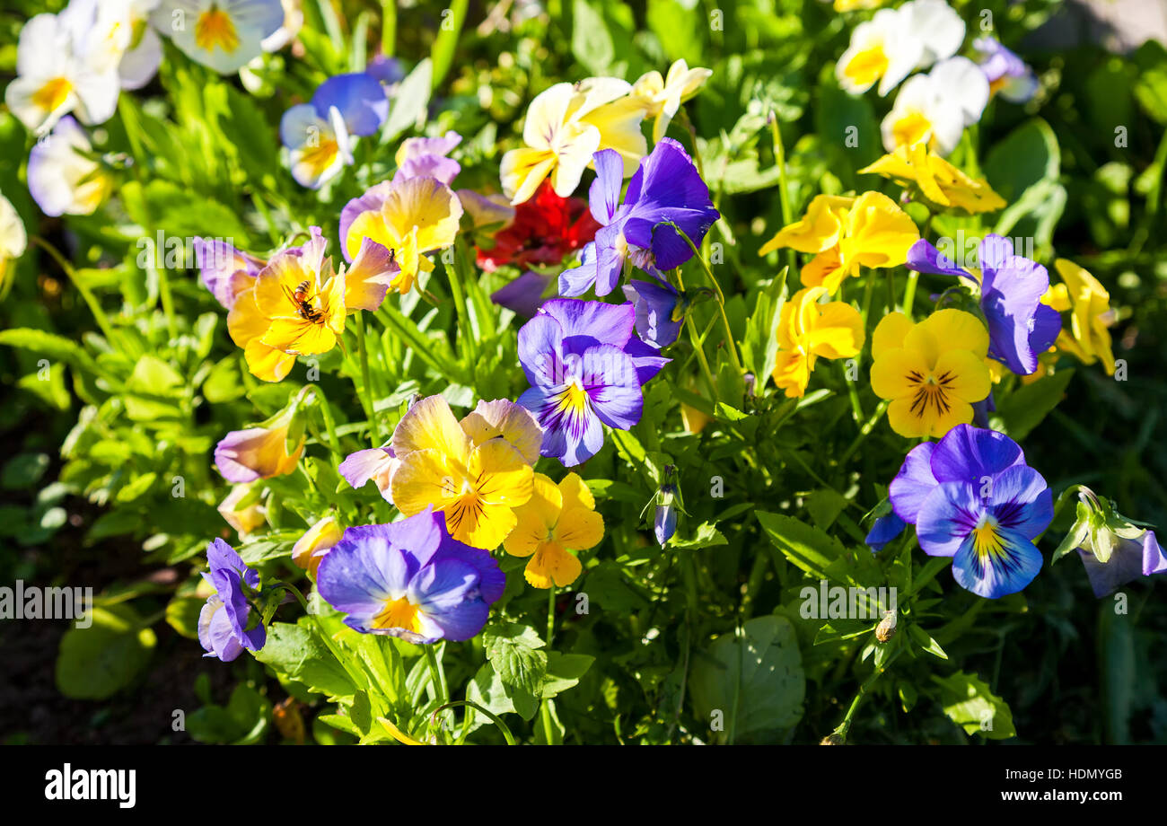 Flowerbed pansies viola tricolor hi-res stock photography and images ...