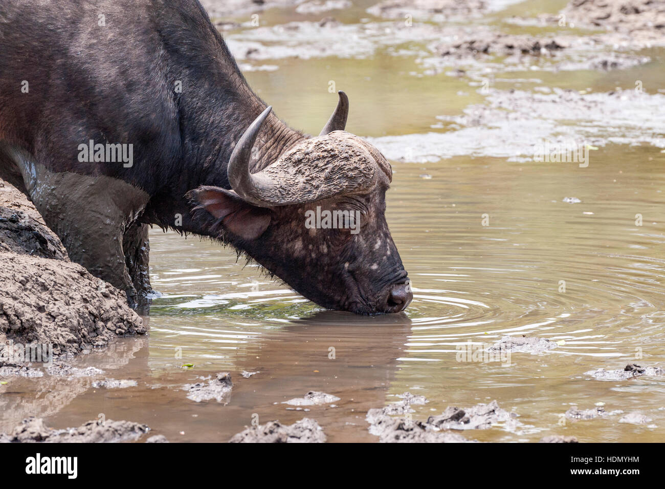 Buffalo bull male drinking waterhole Mana Pools Stock Photo - Alamy