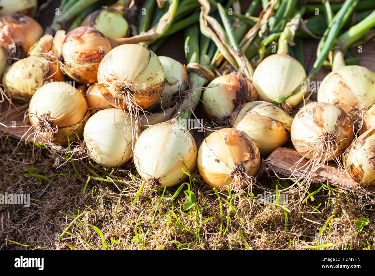 Onion Drying High Resolution Stock Photography and Images - Alamy