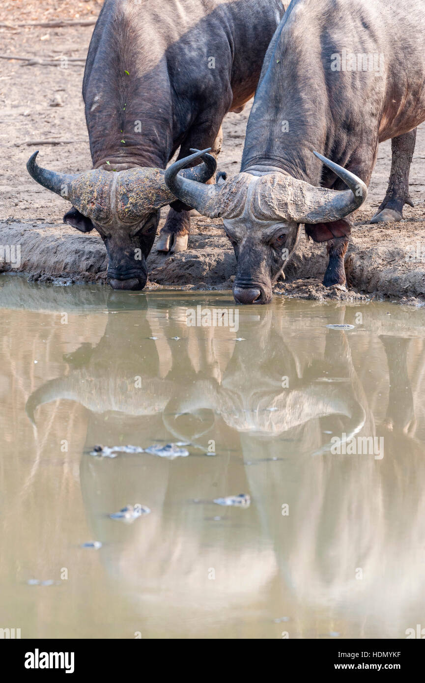 Bull waterhole hi-res stock photography and images - Alamy