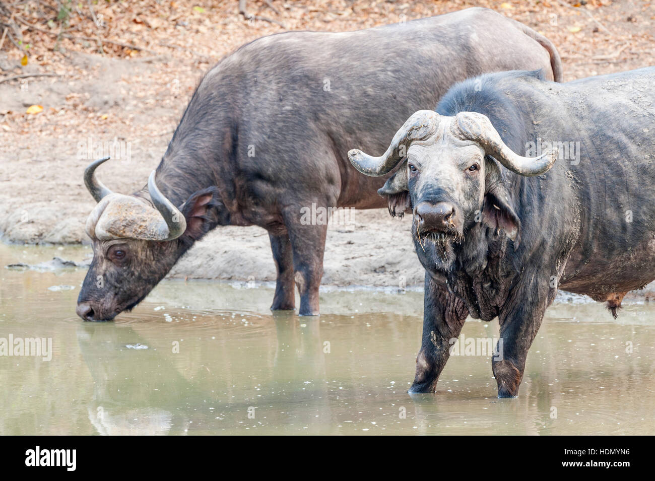 Buffalo bull male drinking waterhole Mana Pools Stock Photo - Alamy