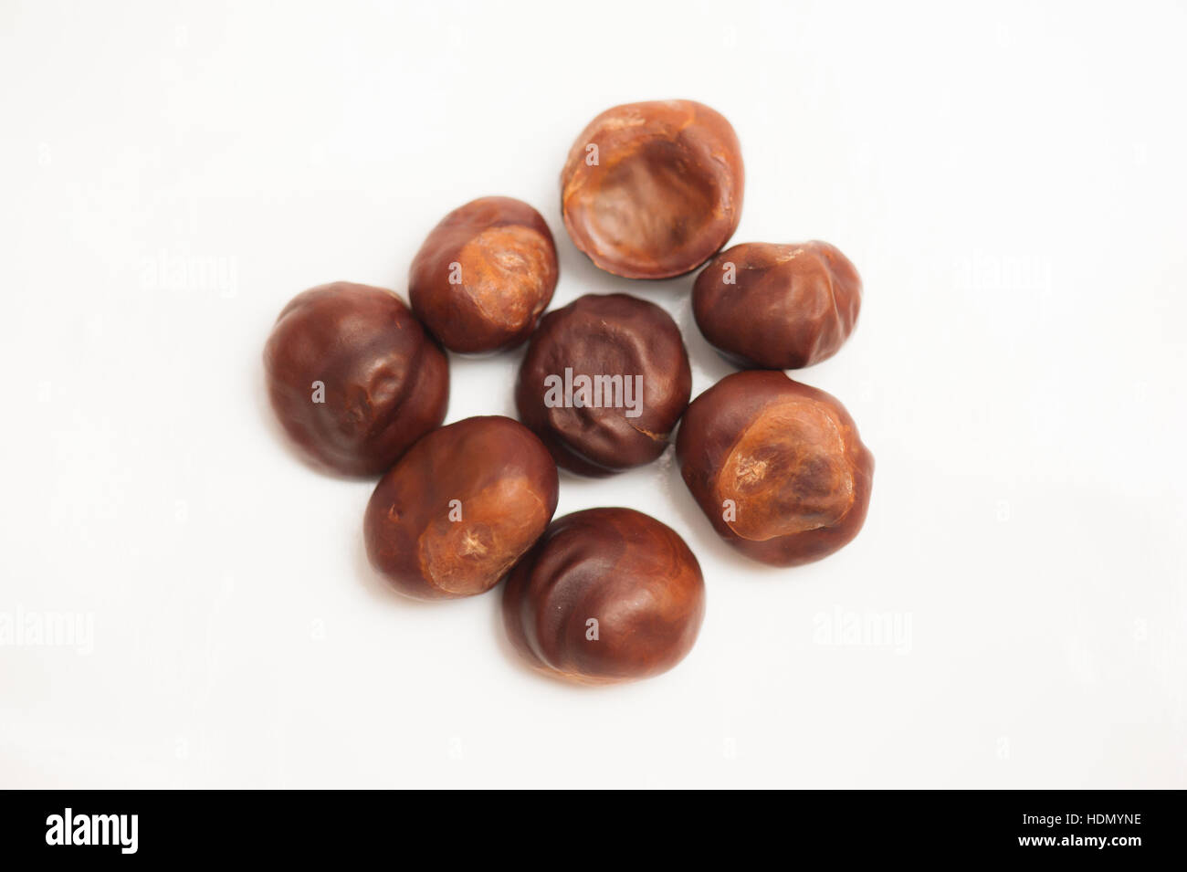 chestnut and oak acorns Stock Photo - Alamy