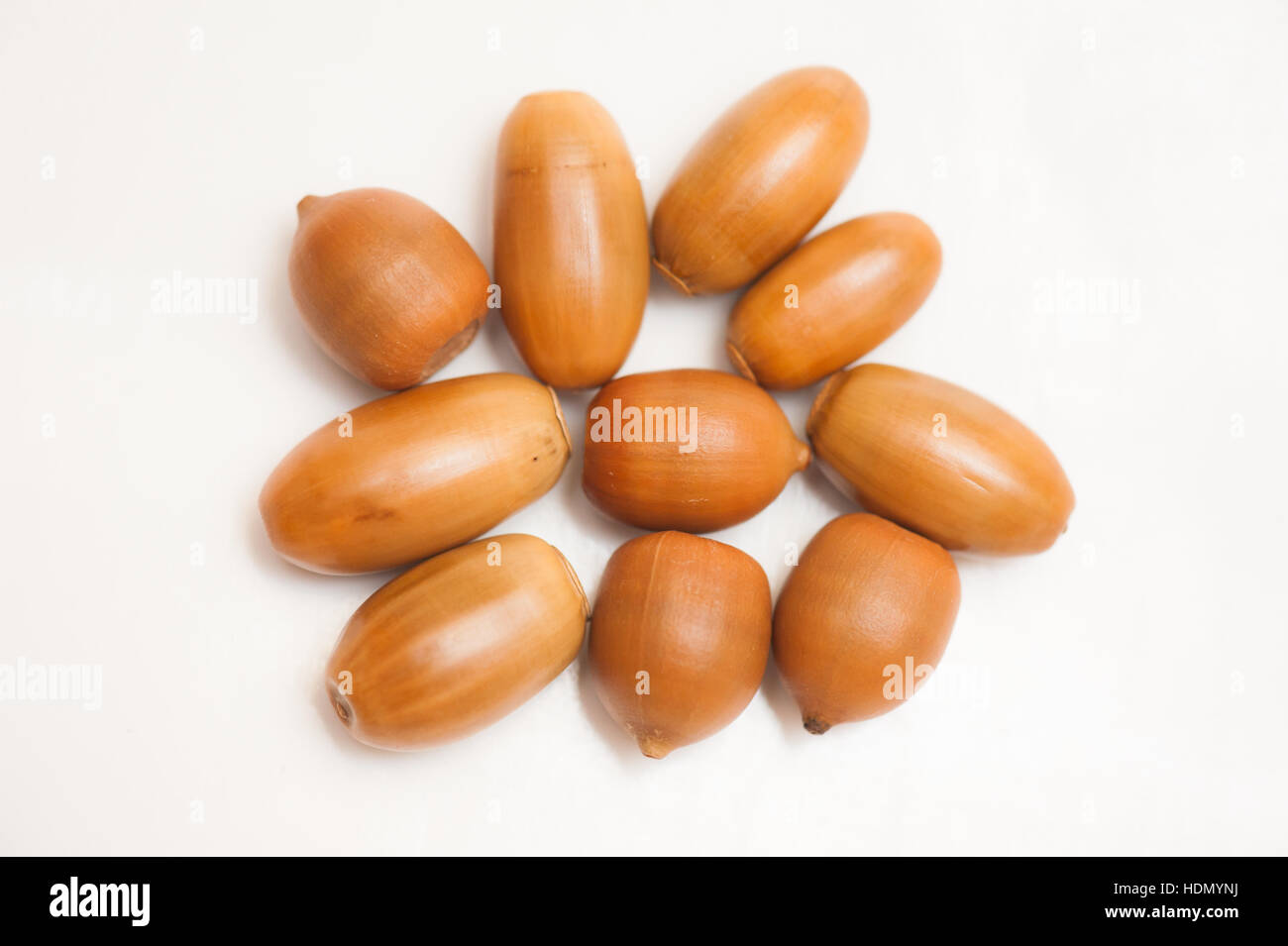 chestnut and oak acorns Stock Photo - Alamy