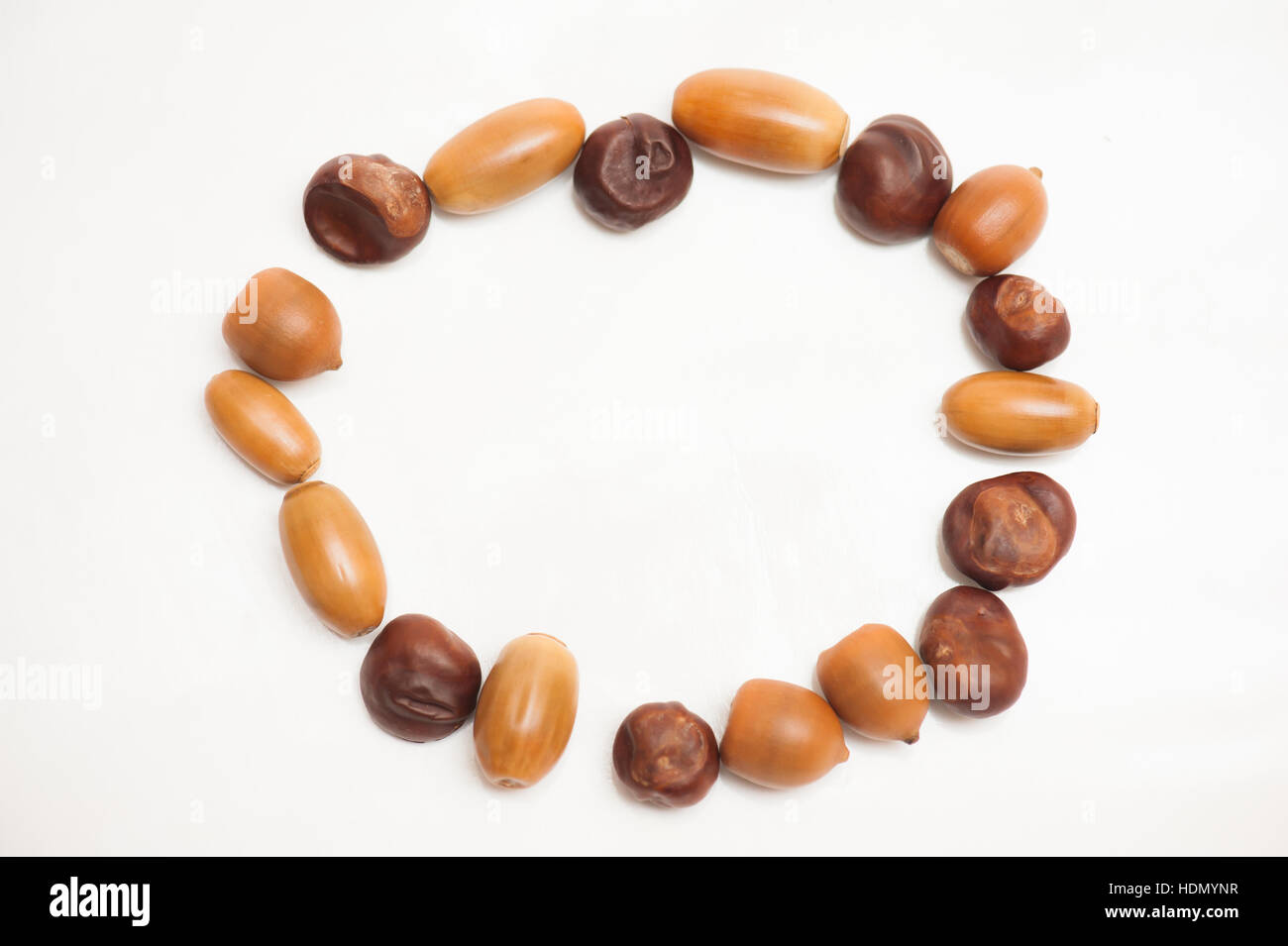 chestnut and oak acorns Stock Photo - Alamy