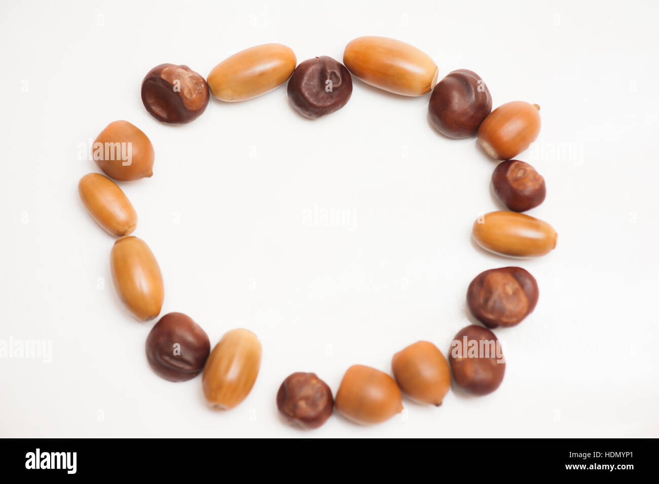 chestnut and oak acorns Stock Photo - Alamy