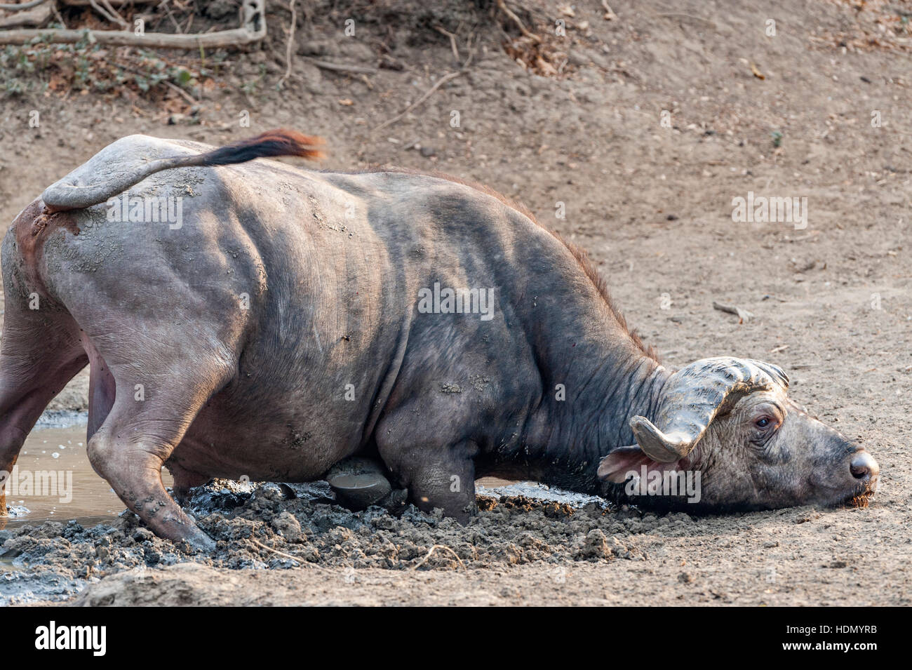 large old Buffalo bull mud bath rolling roll Mana Stock Photo - Alamy