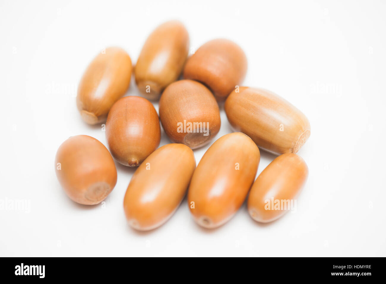 chestnut and oak acorns Stock Photo - Alamy