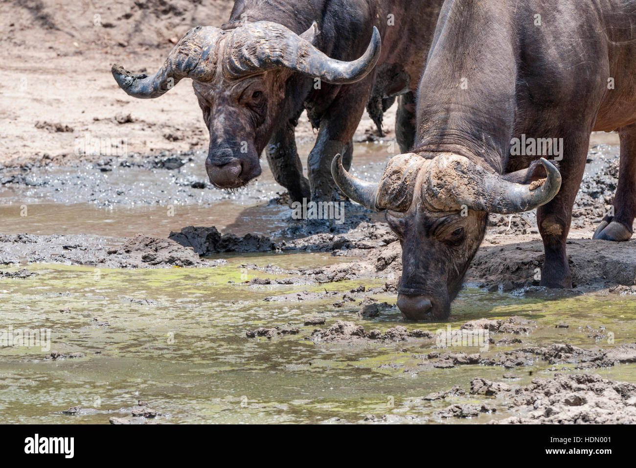 Buffalo bull male drinking waterhole Mana Pools Stock Photo - Alamy