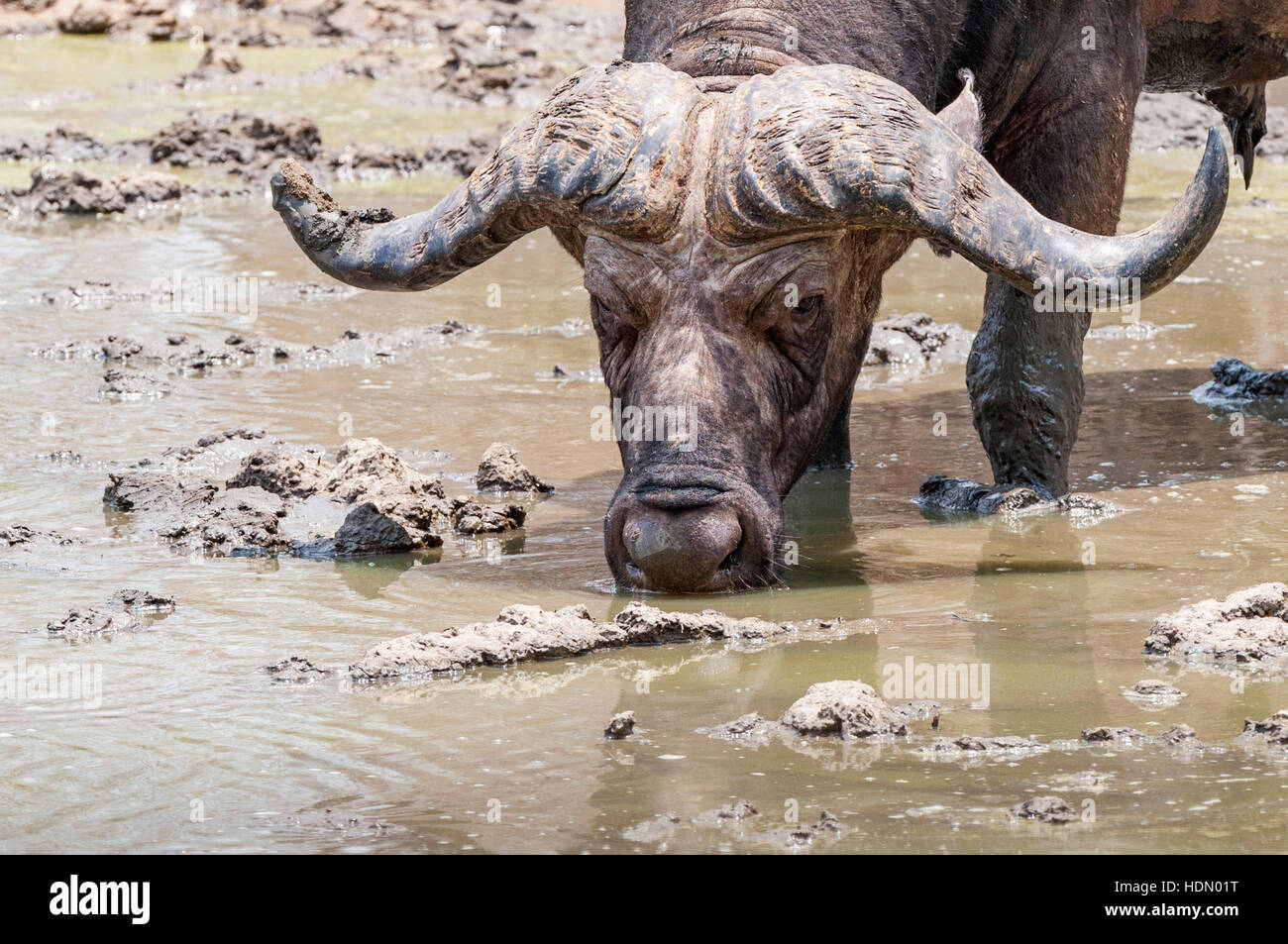 Buffalo bull male drinking waterhole Mana Pools Stock Photo - Alamy