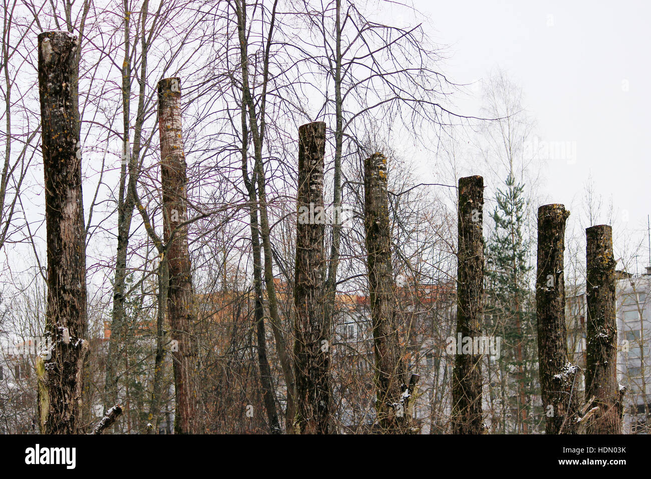 lot old poplar trees with the tops sawn off are standing in a row Stock ...