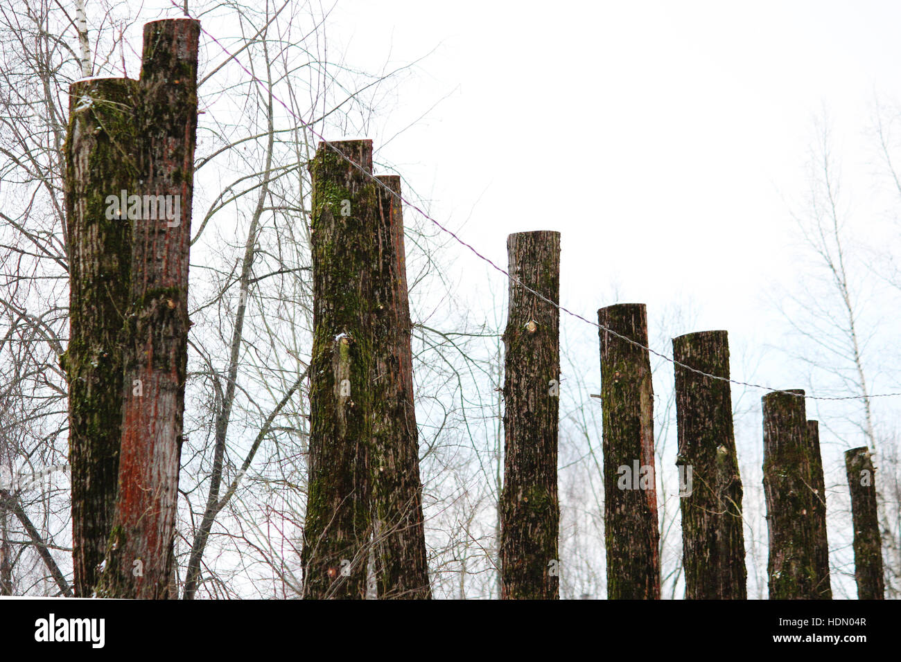 lot old poplar trees with the tops sawn off are standing in a row Stock ...