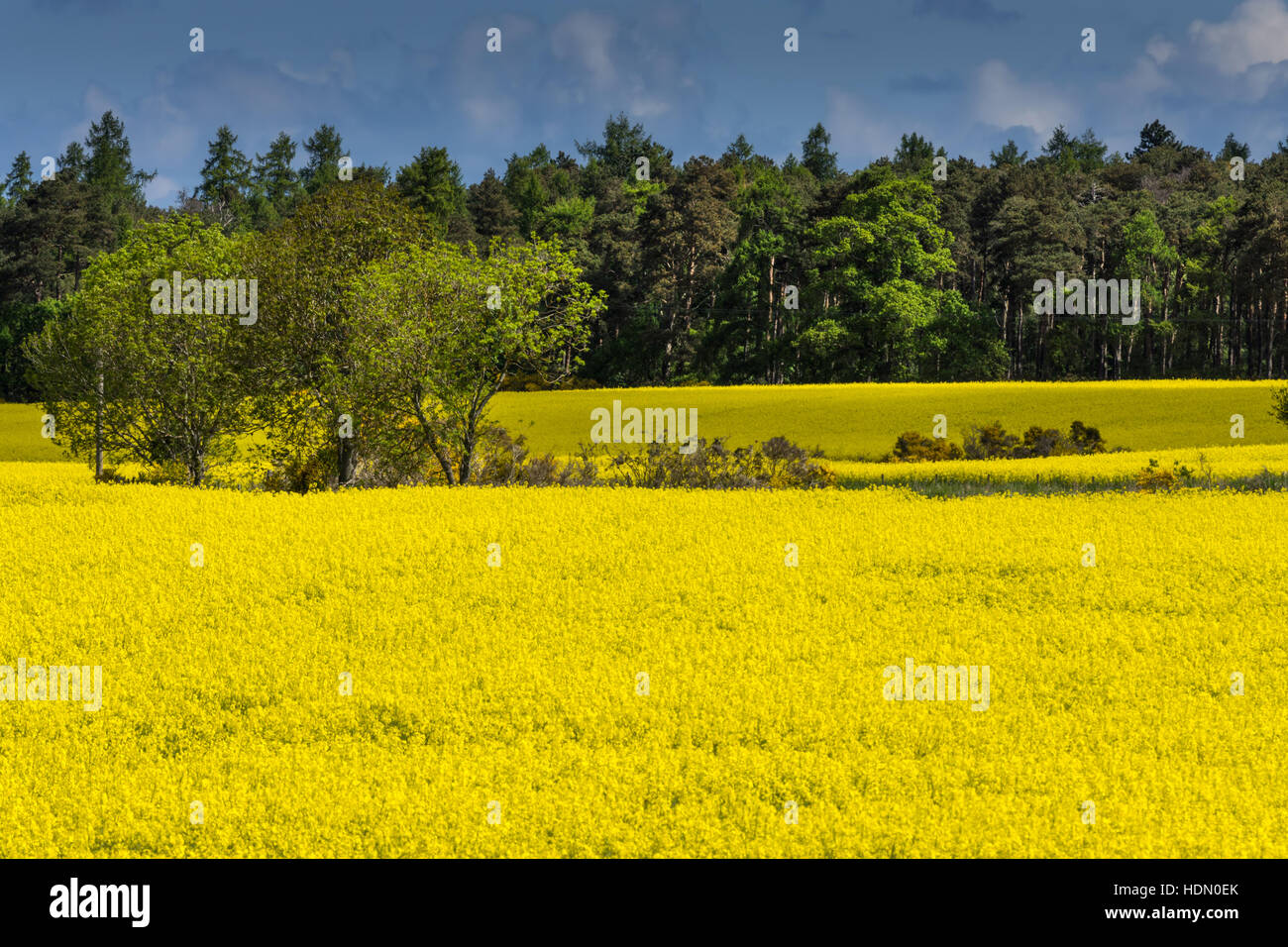 Field colors bright yellow with crop of rapeseed Stock Photo - Alamy