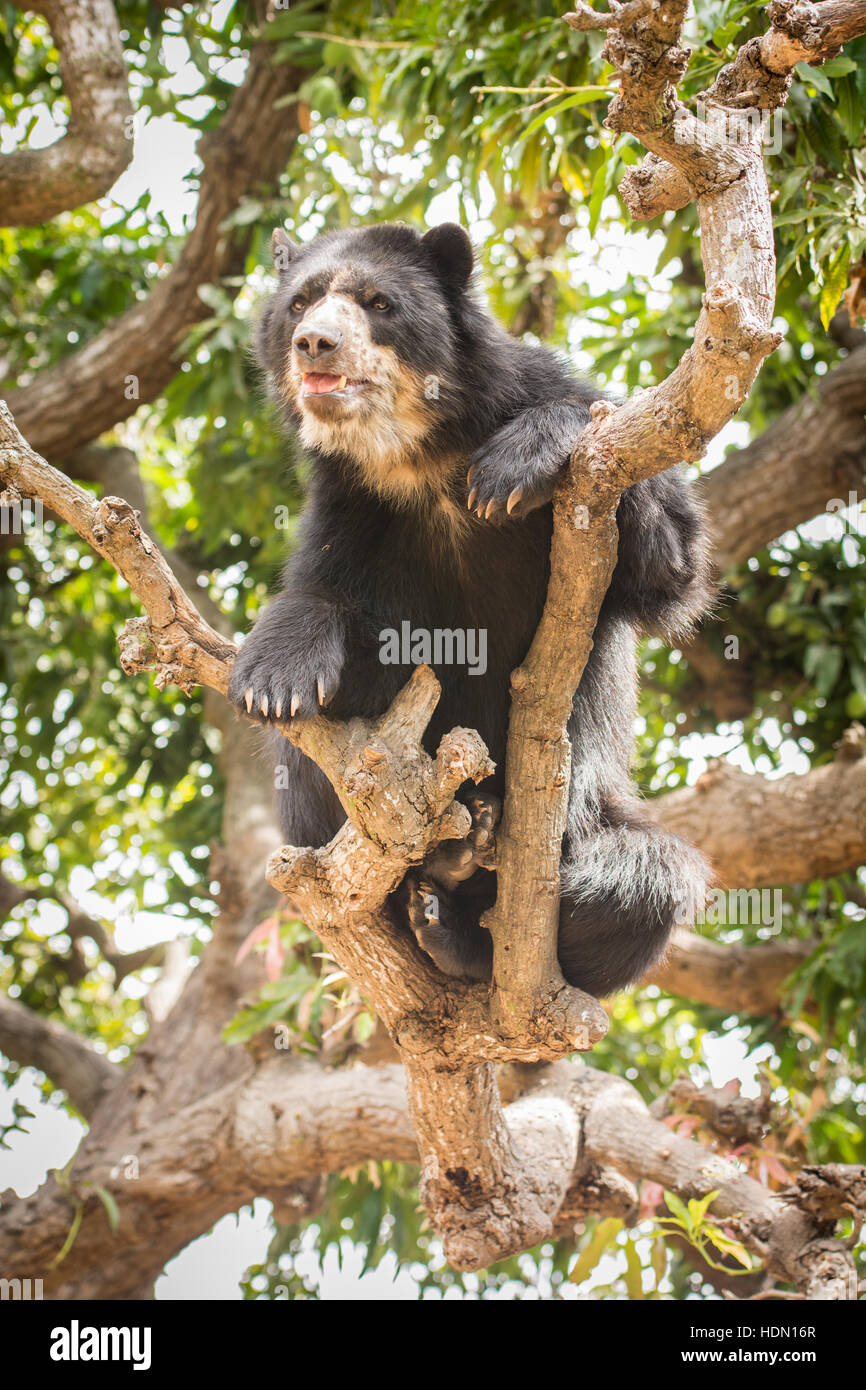 Spectacled bear peru hi-res stock photography and images - Alamy