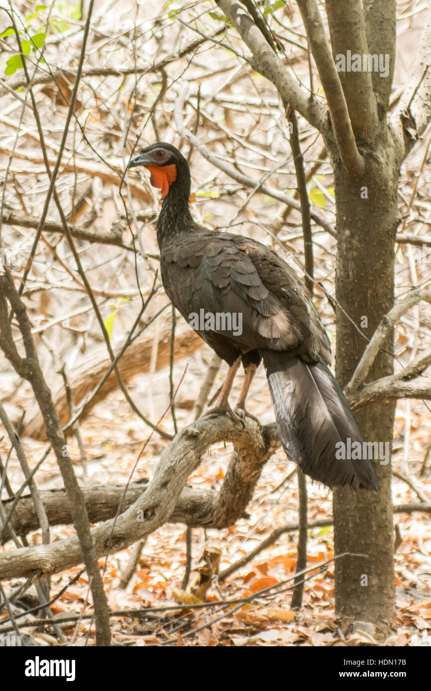 White-winged Guan (Penelope albipennis), critically endangered bird ...