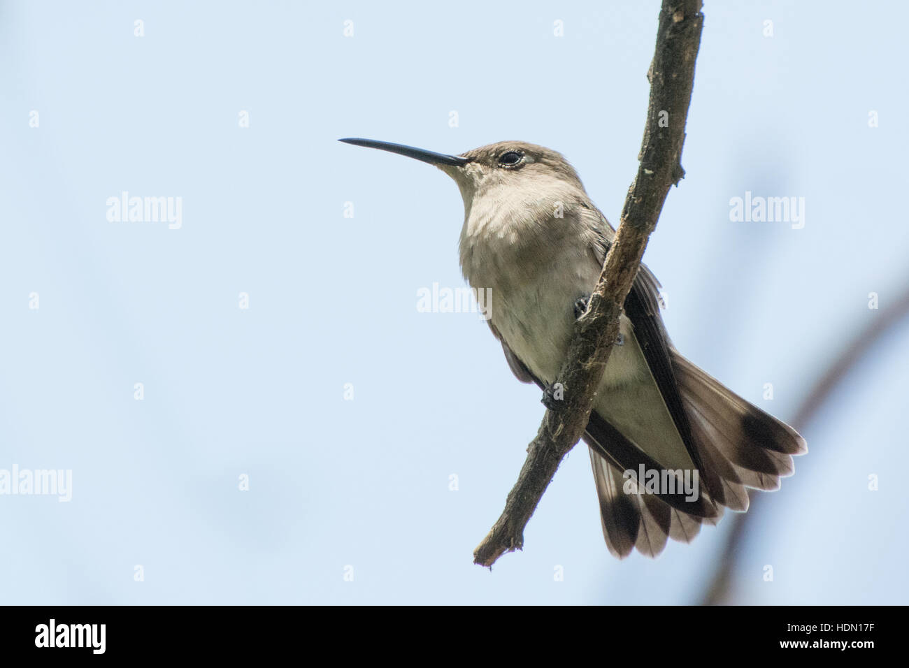 Leucippus hi-res stock photography and images - Alamy