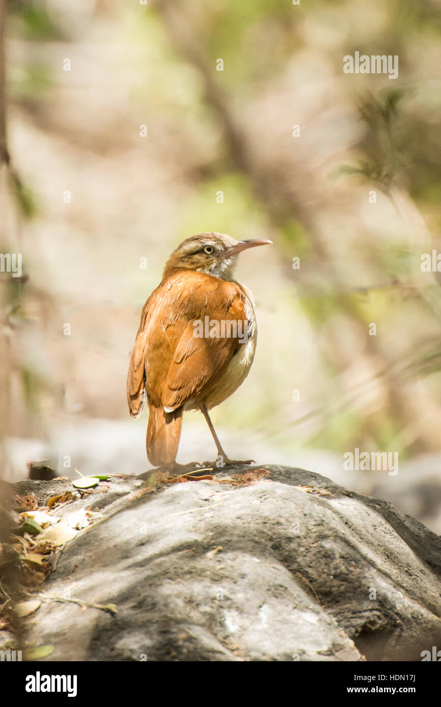 Pacific hornero hi-res stock photography and images - Alamy
