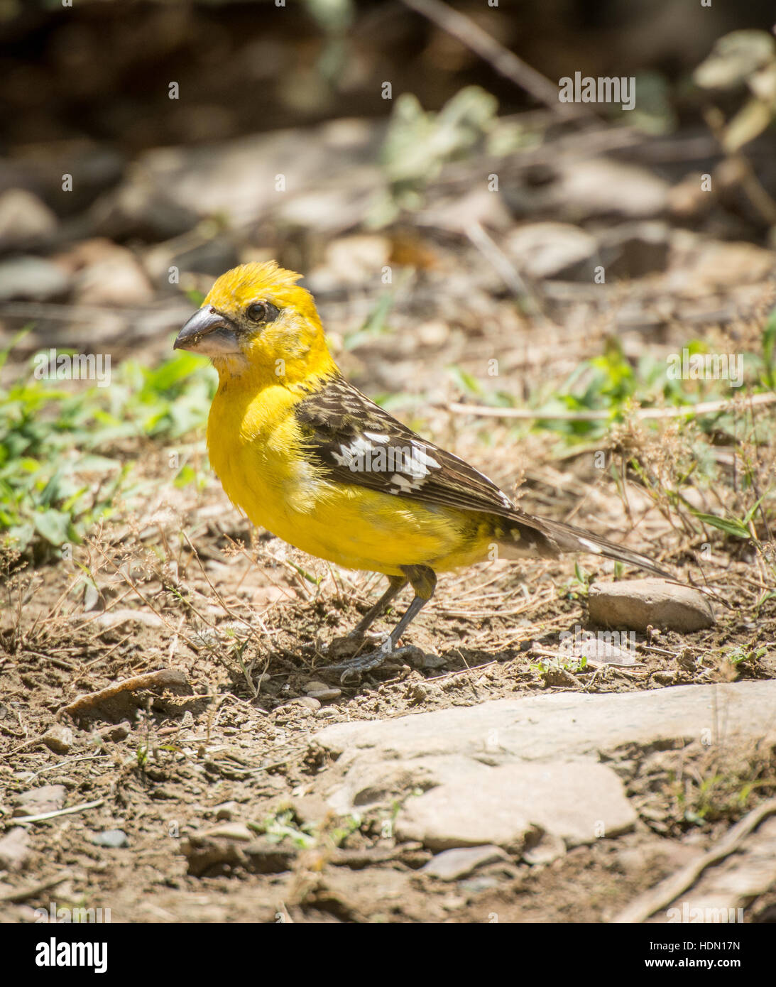Golden Bellied Grosbeak (Pheucticus chrysogaster) seen in dry forest in ...