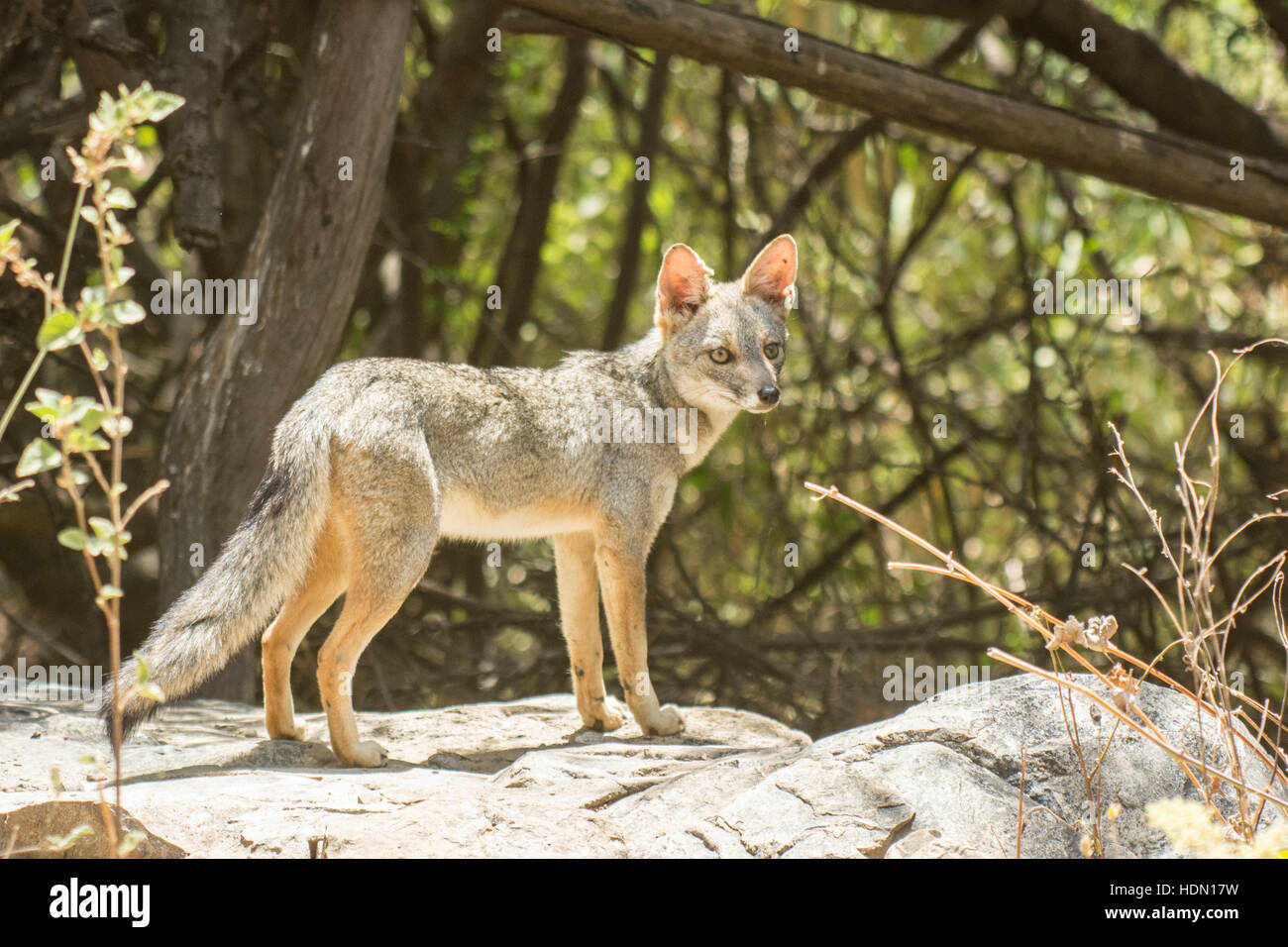 Sechuran Fox or Peruvian Desert Fox (Lycalopex sechurae) in dry forest ...
