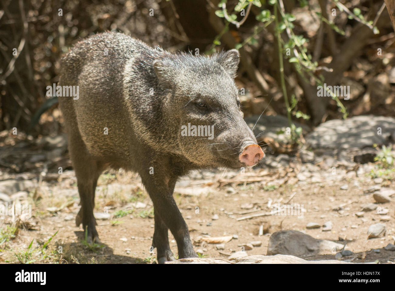 Collared Peccary (Pecari tajacu) in dry forest habitat at Chaparri ...