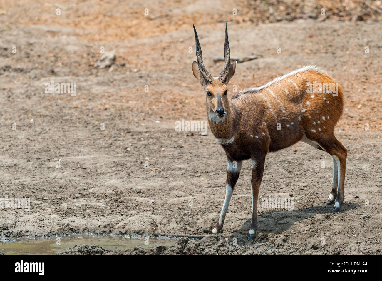Tragelaphus sylvaticus hi-res stock photography and images - Alamy