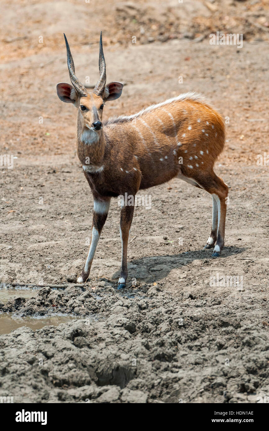 Tragelaphus sylvaticus hi-res stock photography and images - Alamy