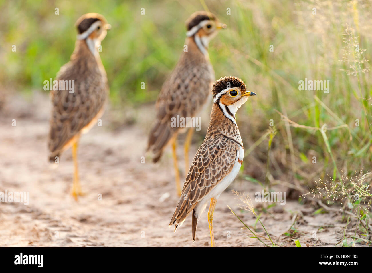 Golden banded bird hi-res stock photography and images - Alamy