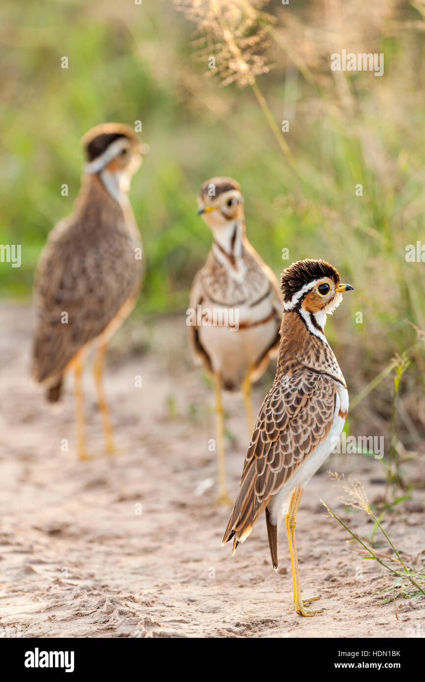 Three banded courser hi-res stock photography and images - Alamy