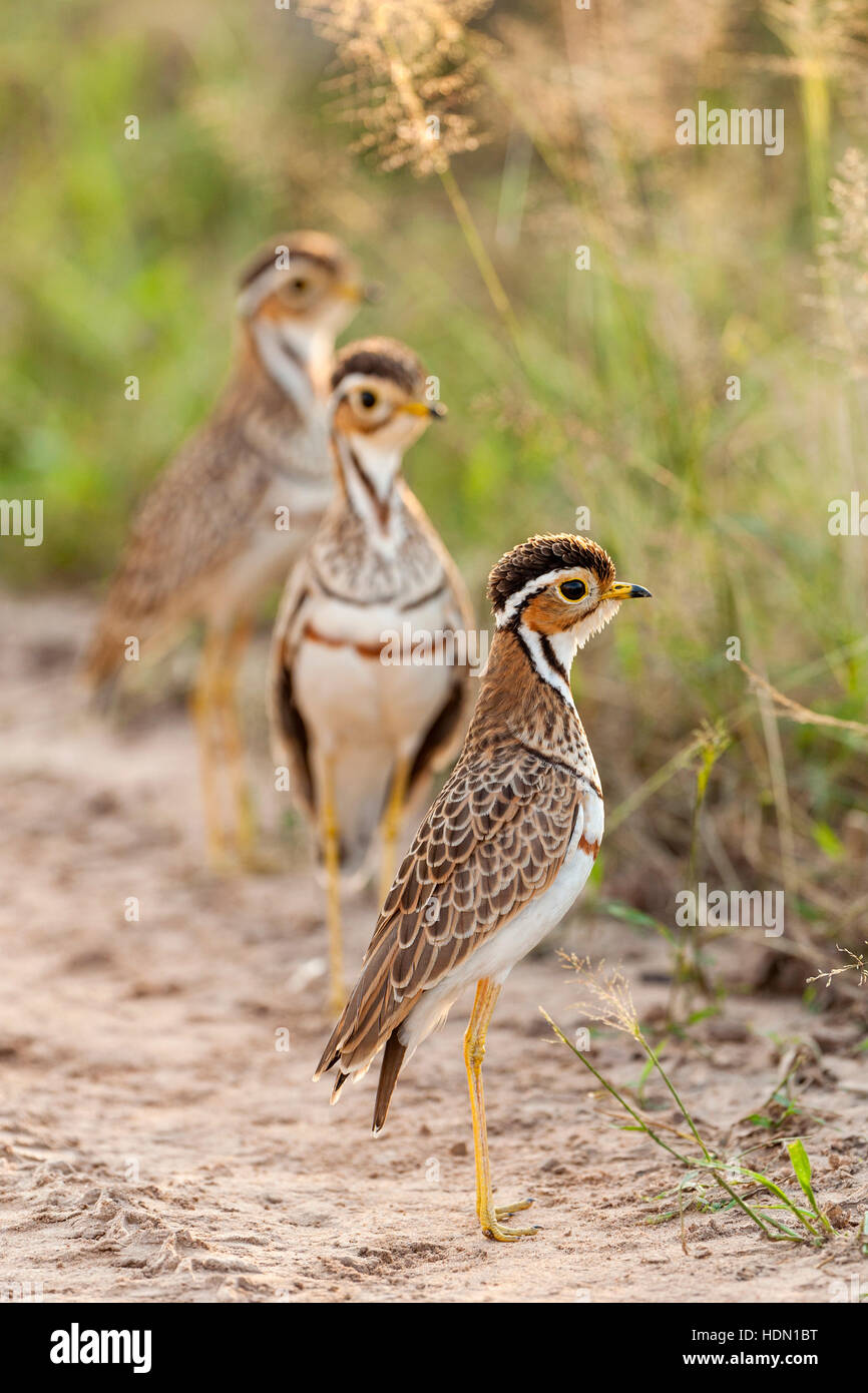 Three banded courser hi-res stock photography and images - Alamy