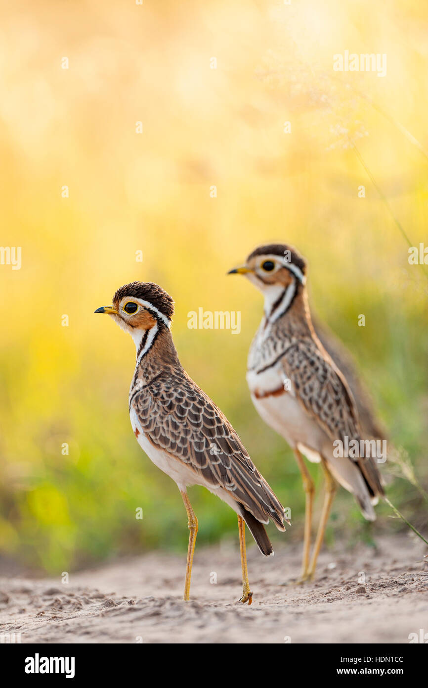 Three banded courser hi-res stock photography and images - Alamy