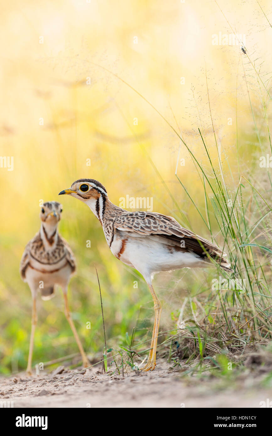 three-banded courser Rhinoptilus cinctus golden Stock Photo - Alamy