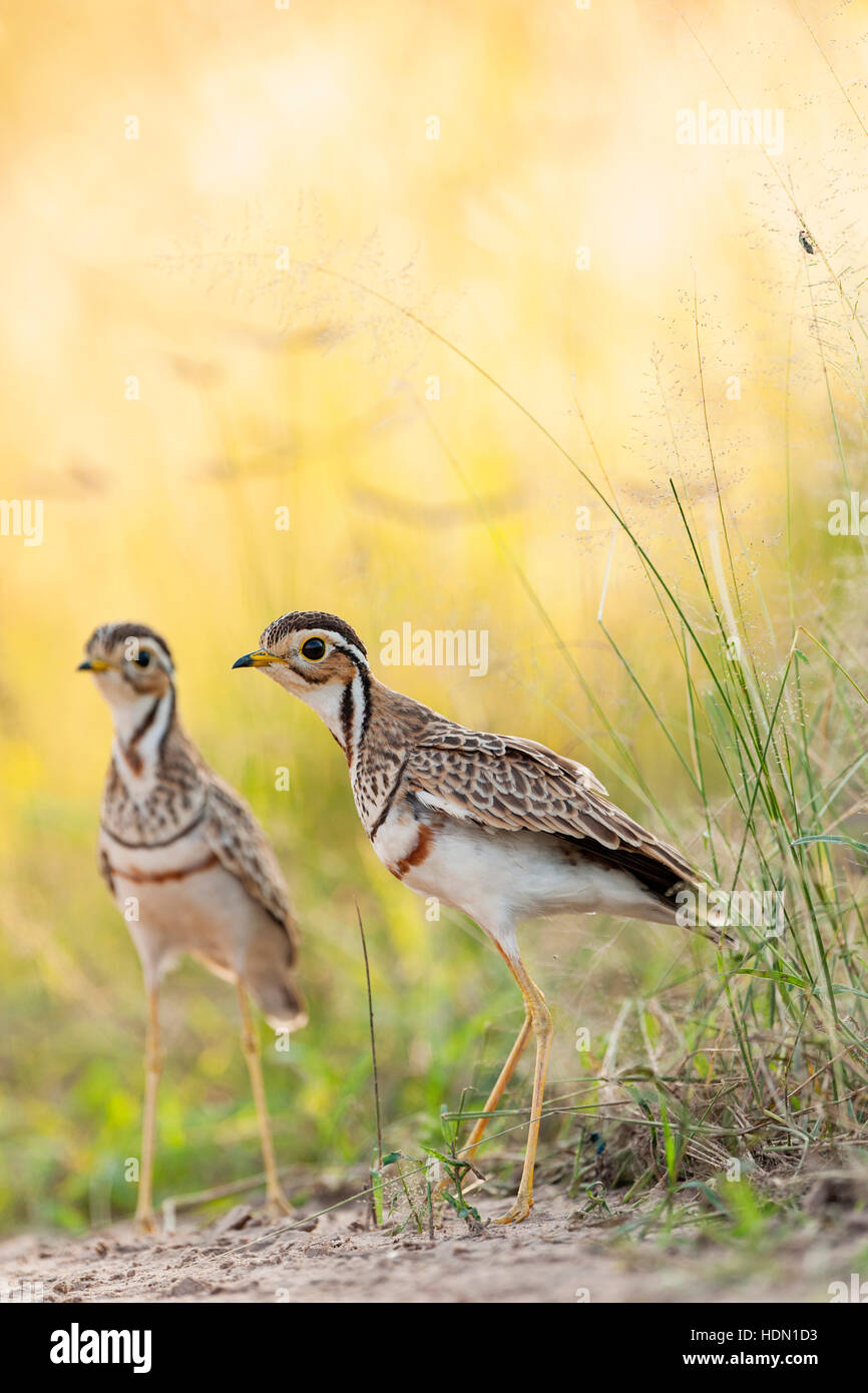 Rhinoptilus cinctus hi-res stock photography and images - Alamy