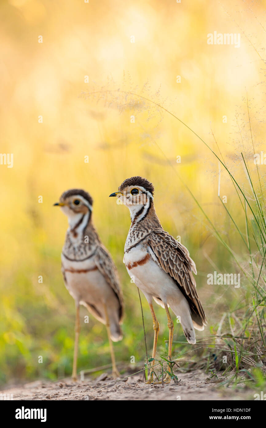 Golden banded bird hi-res stock photography and images - Alamy