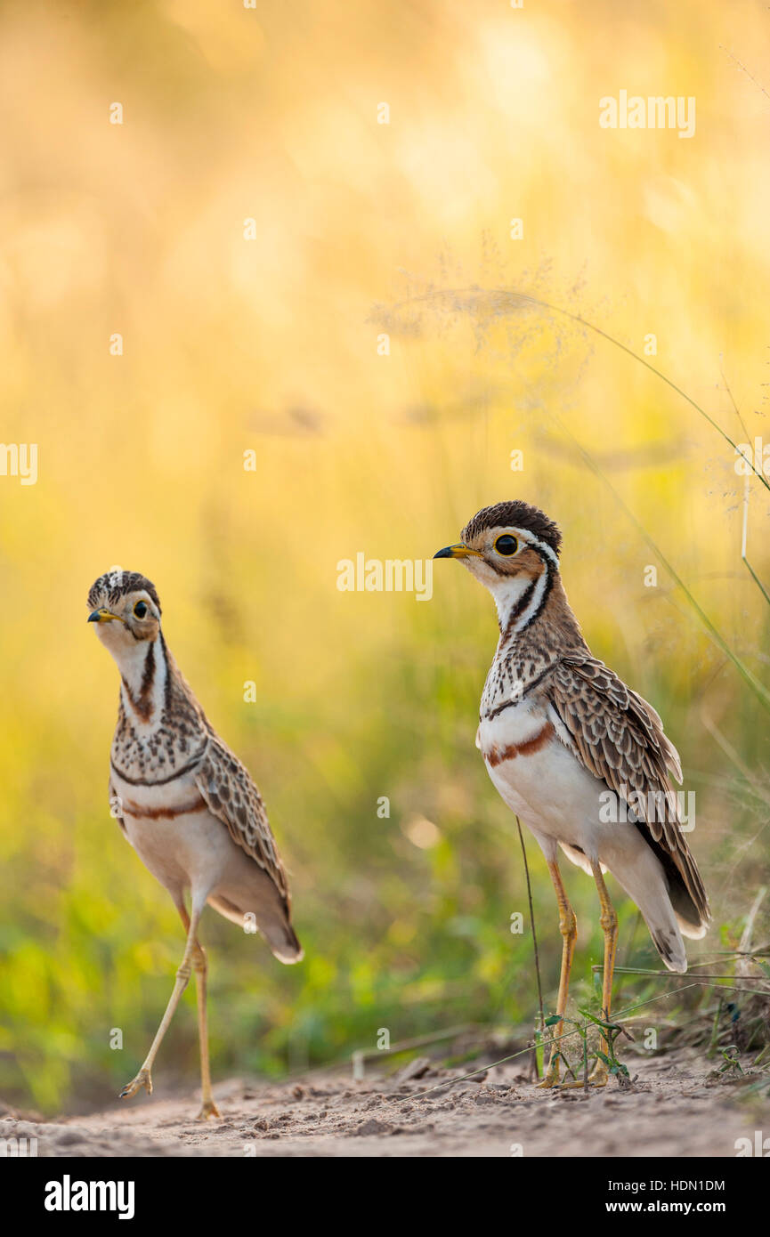 Golden banded bird hi-res stock photography and images - Alamy