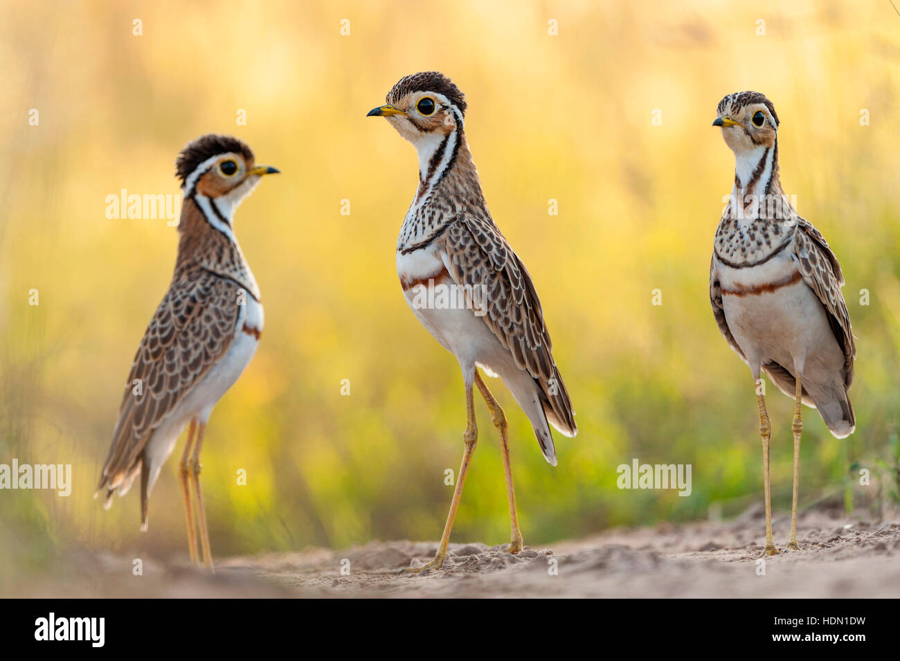 Three banded courser hi-res stock photography and images - Alamy