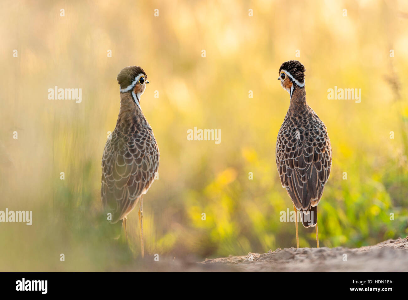 three-banded courser Rhinoptilus cinctus golden Stock Photo - Alamy