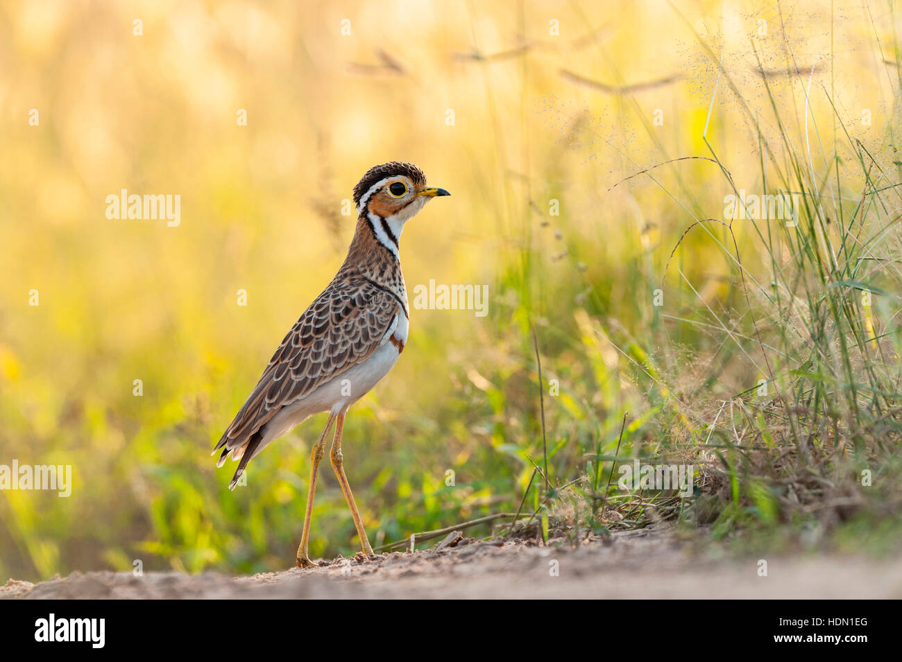 Golden banded bird hi-res stock photography and images - Alamy