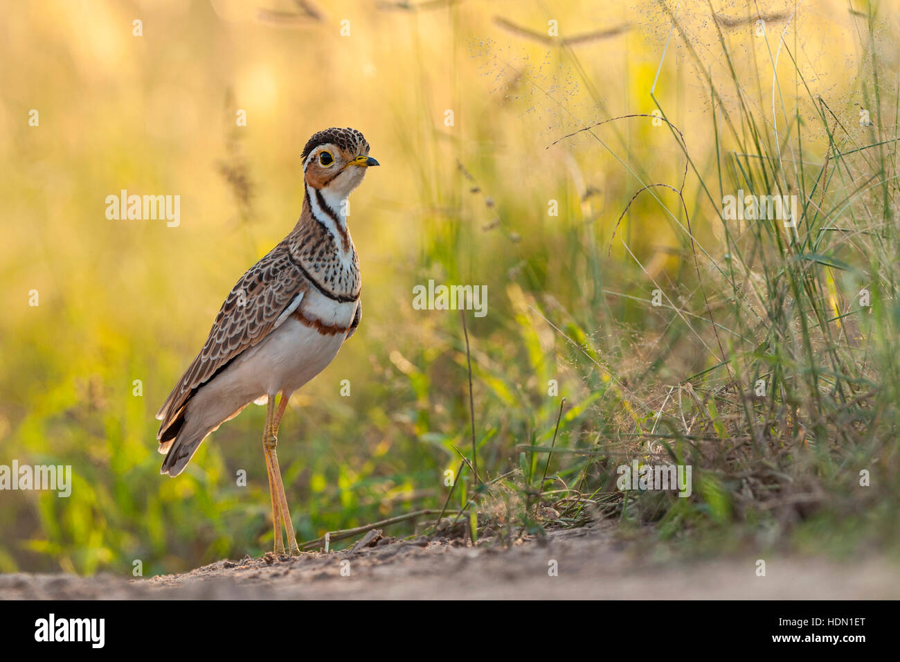 three-banded courser Rhinoptilus cinctus golden Stock Photo - Alamy