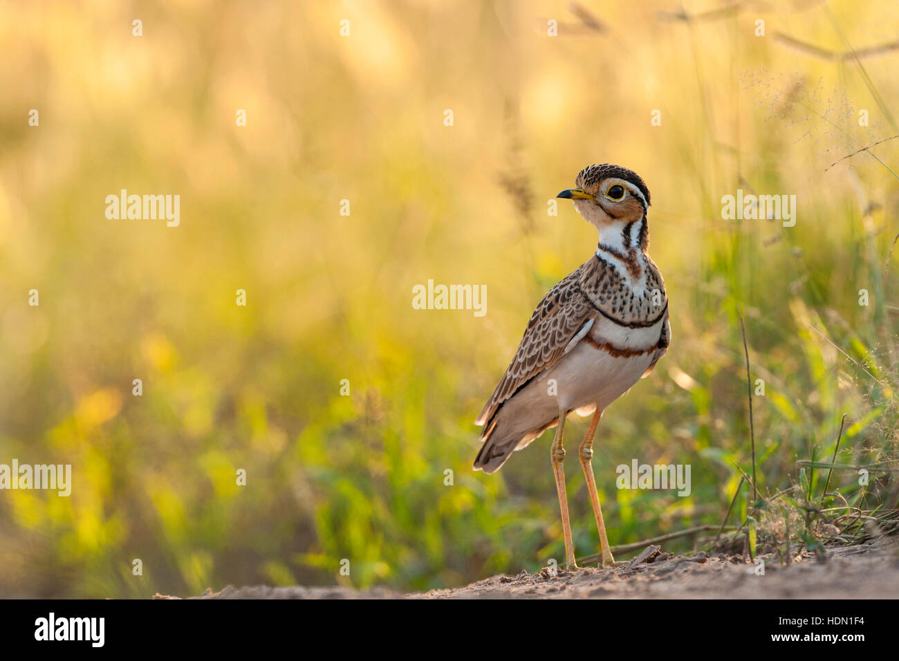 Rhinoptilus cinctus hi-res stock photography and images - Alamy