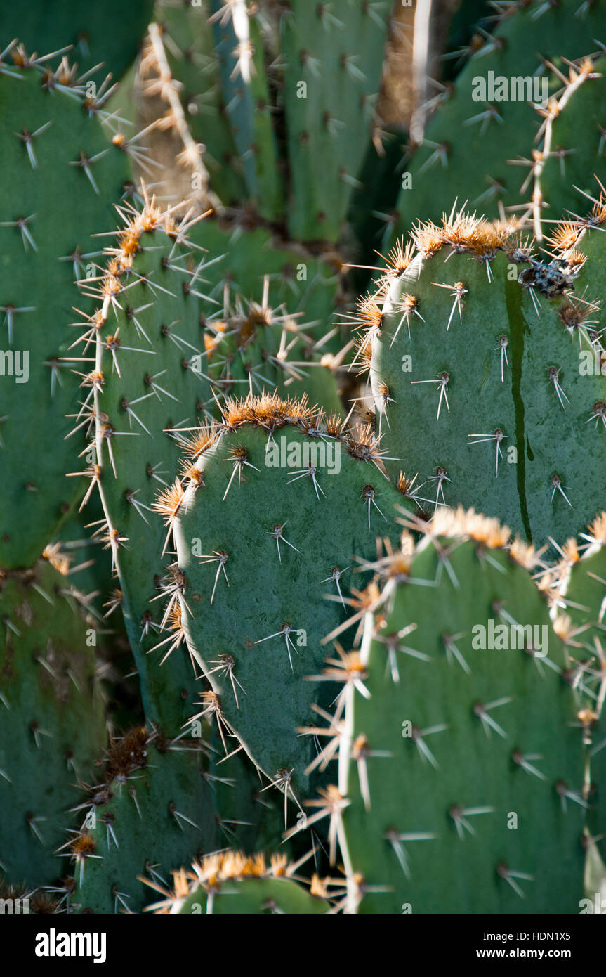 Beavertail cactus Stock Photo - Alamy