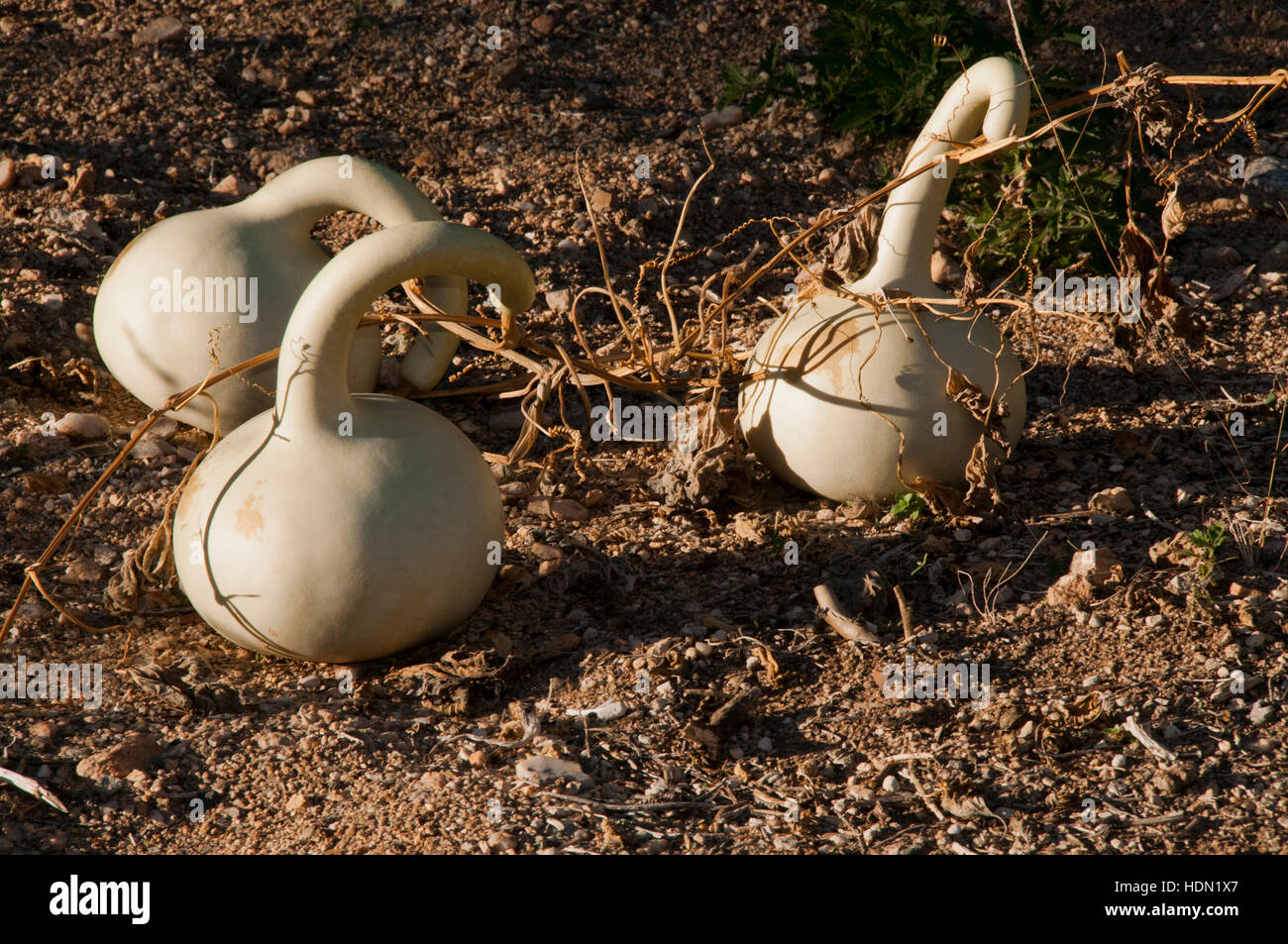 Dipper gourds hi-res stock photography and images - Alamy