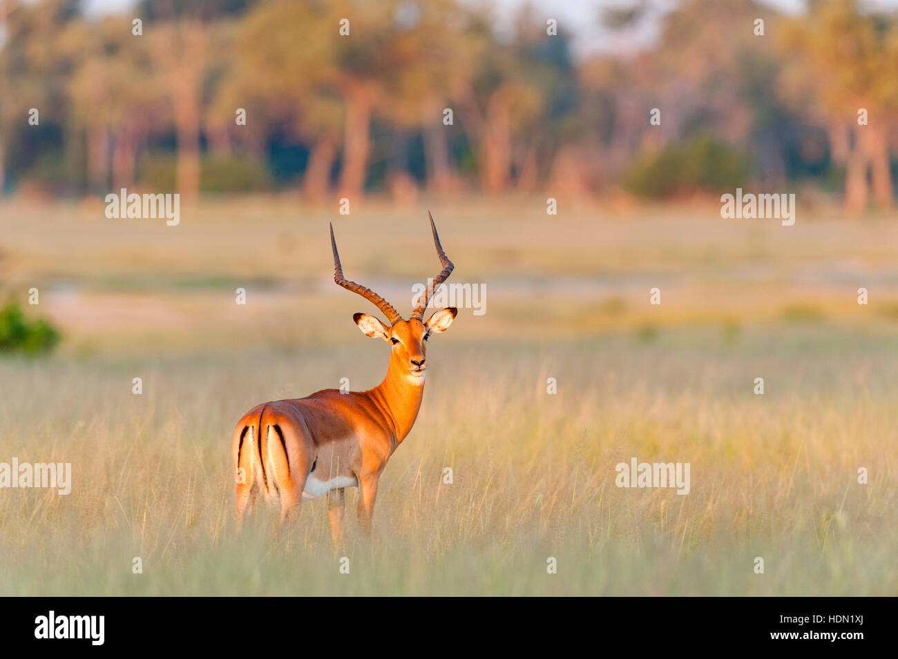 Large horns hi-res stock photography and images - Alamy