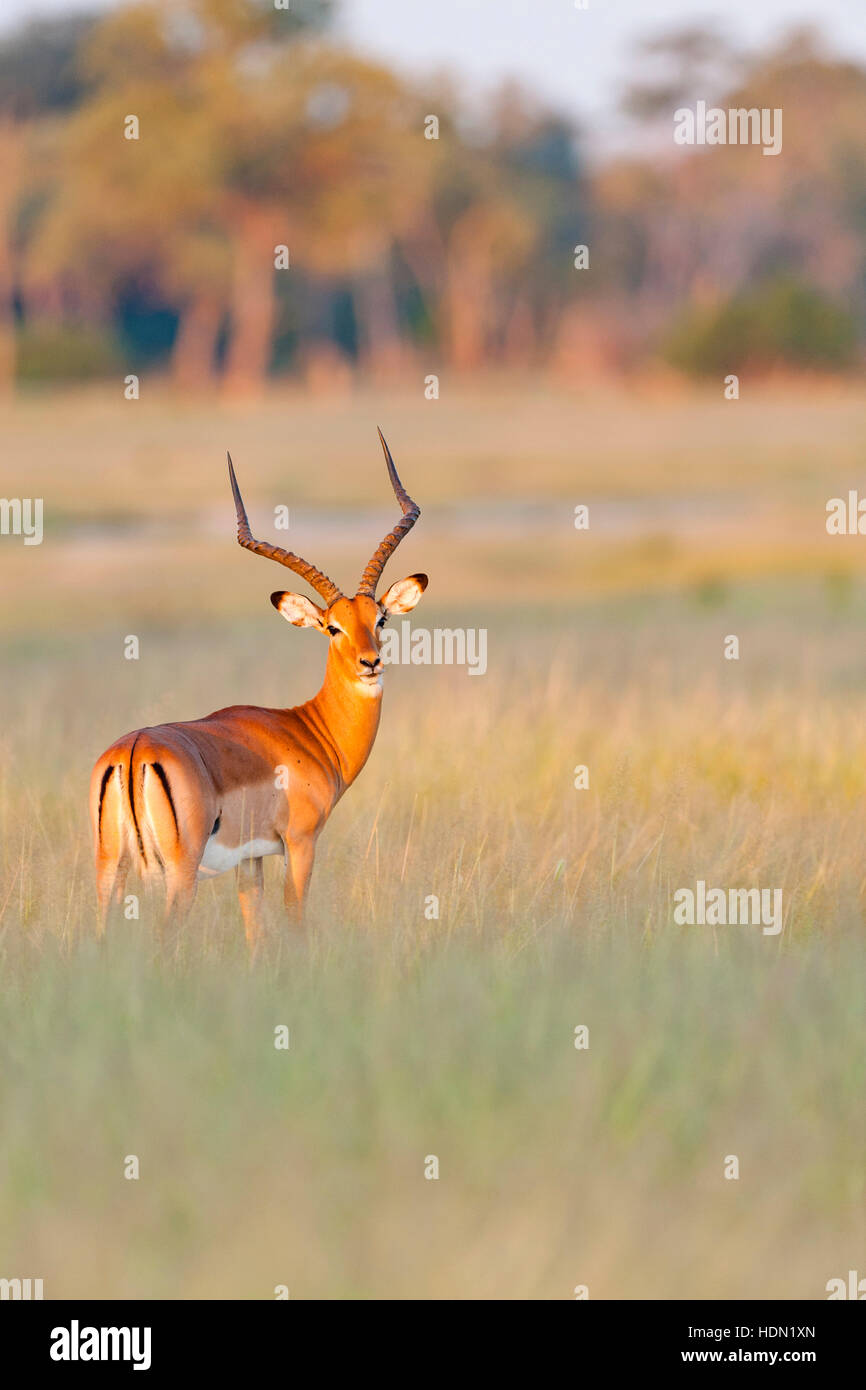 Large horns hi-res stock photography and images - Alamy